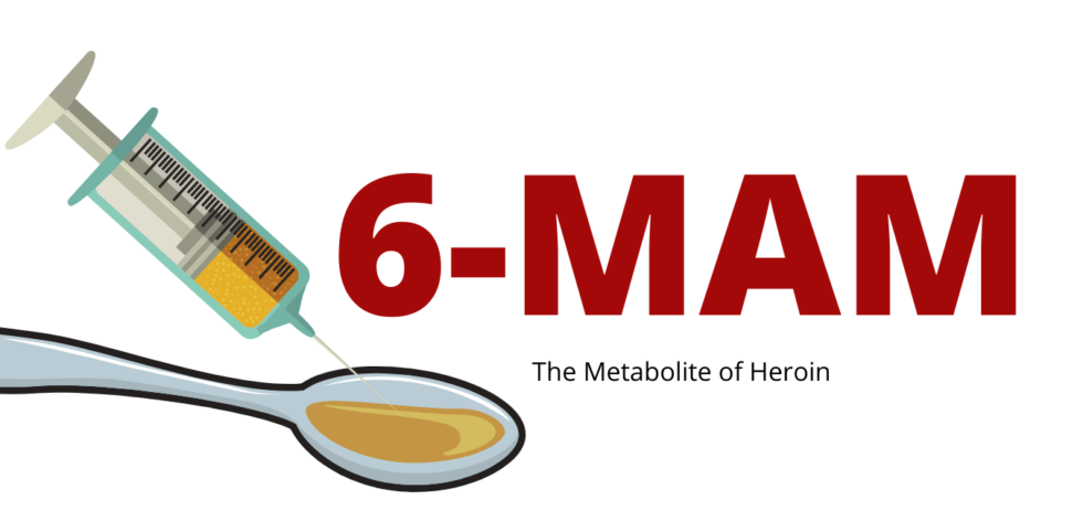 Understanding 6-AM & 6-MAM: The Metabolite of Heroin | National Test ...